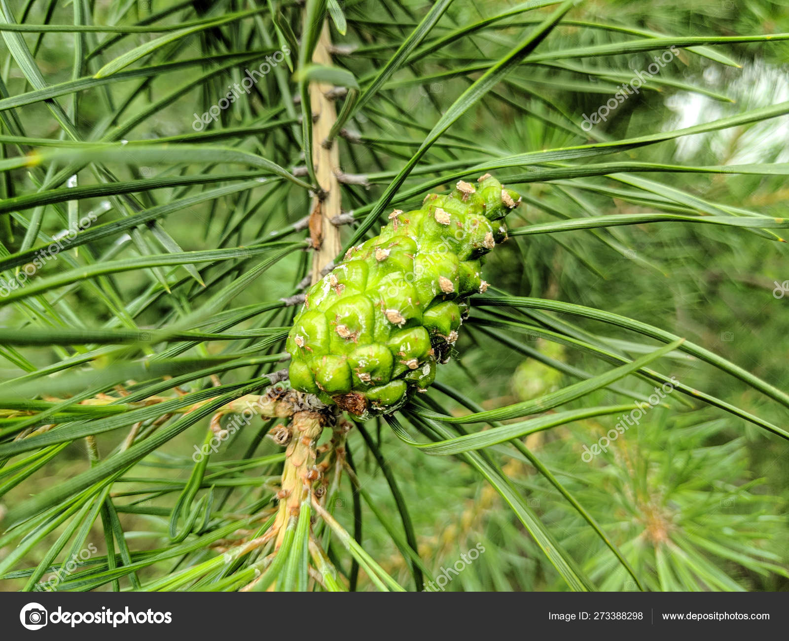 Pine Green Cones Branch — Stock Photo © fotolubitel2017 #273388298