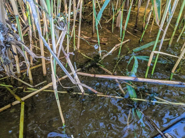 Water quality monitoring Stock Photos, Royalty Free Water quality ...