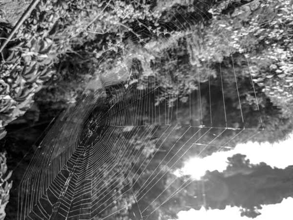 Windshield spider web Stock Photos, Royalty Free Windshield spider web ...
