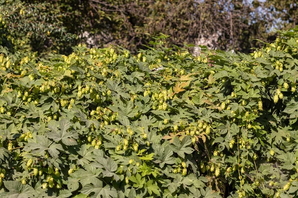 Planta de chile Stock Photos, Royalty Free Planta de chile Images ...