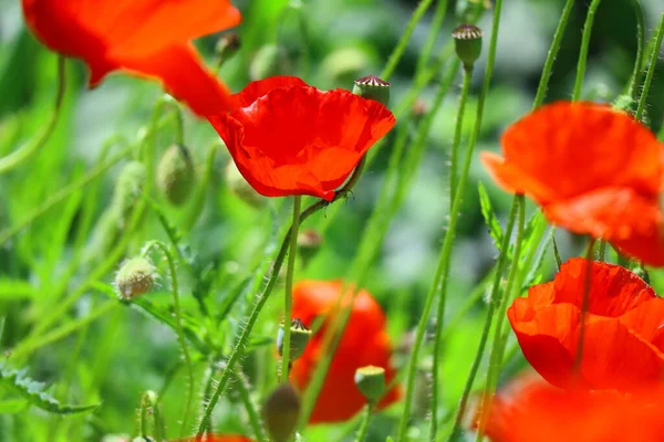 beautiful red poppies. poppies in the wind - Stock Image - Everypixel