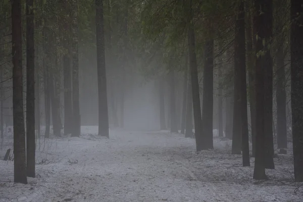 Foggy forest path. - Stock Image - Everypixel