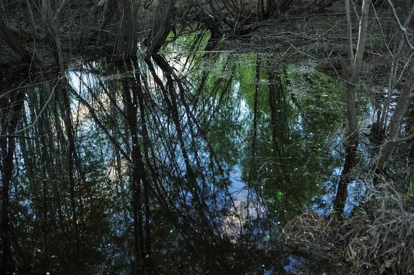 Swampy areas Stock Photos, Royalty Free Swampy areas Images | Depositphotos