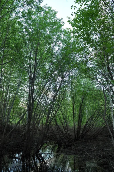 Water level mark. - Stock Image - Everypixel