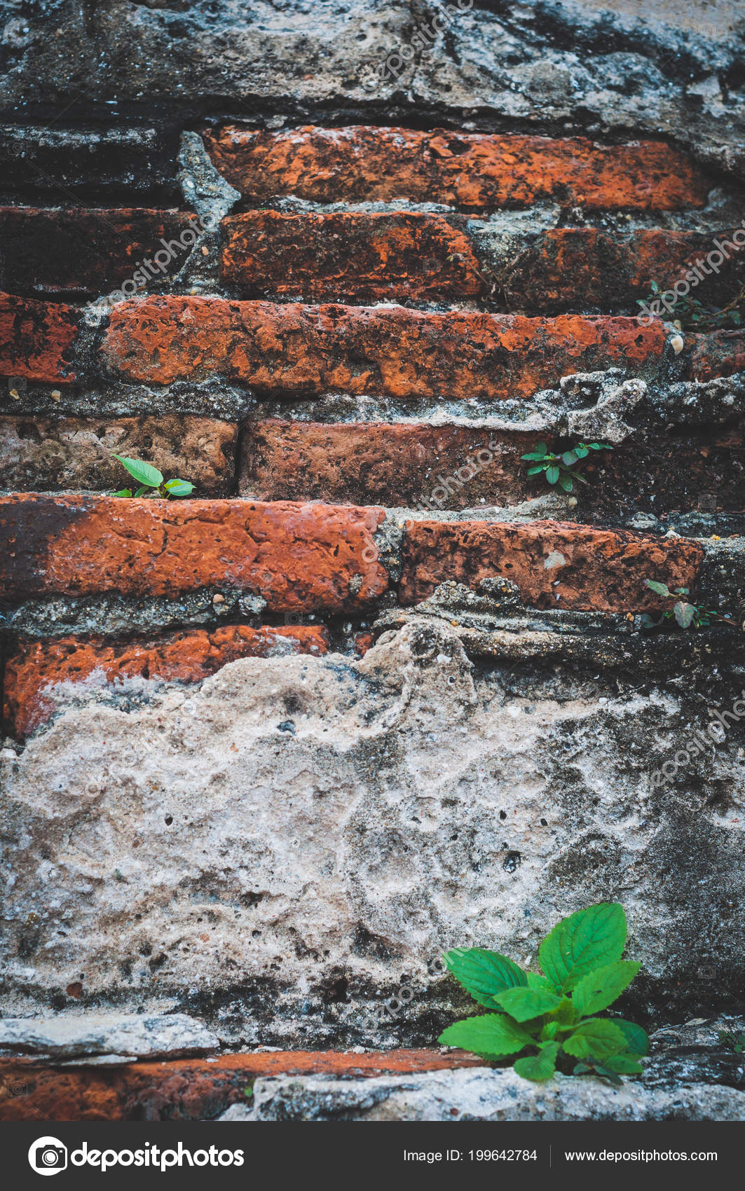 Aged Brick Wall Overgrown Green Plants Stock Photo by ©gluber 199642784
