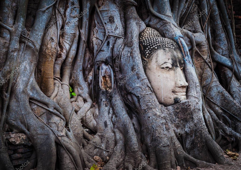 Cabeza de estatua de Buda en las raíces de los árboles en Ayutthaya ...