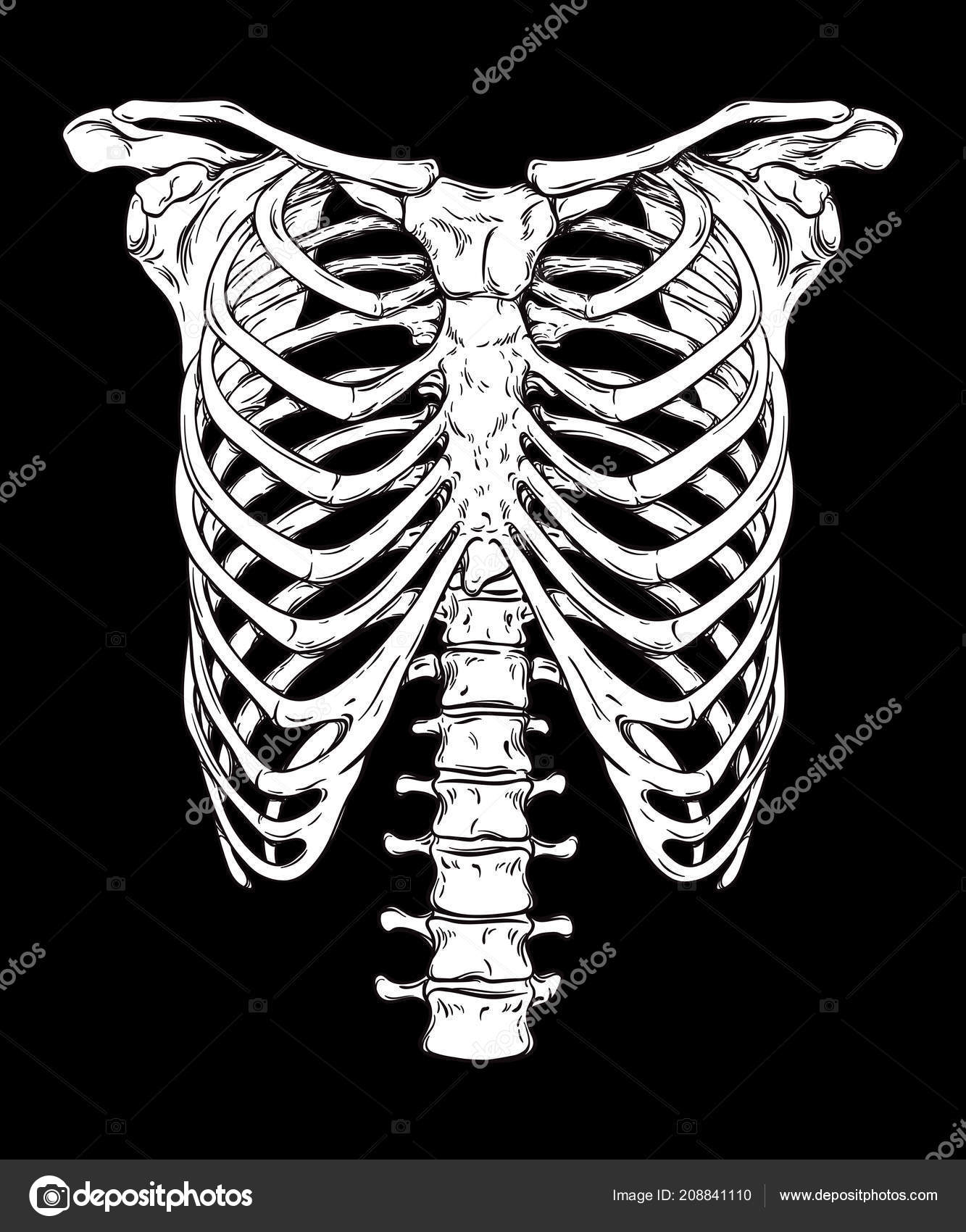 Human Ribcage Hand Drawn Line Art Anatomically Correct White Black ...