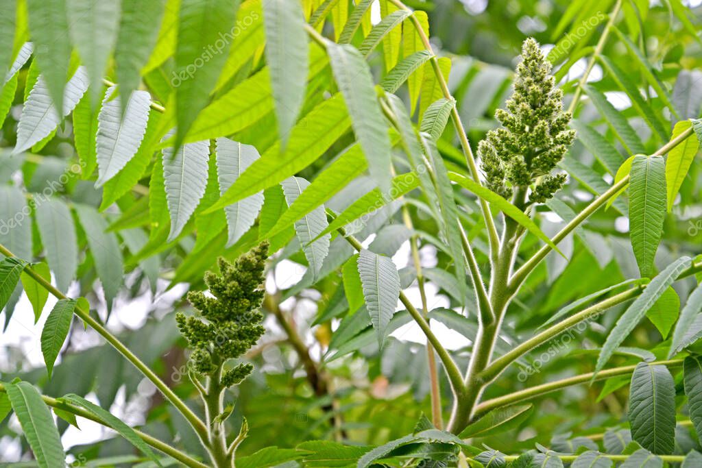 El florecimiento del sumach tánico (Rhus coriaria L.). Inflorescencias ...