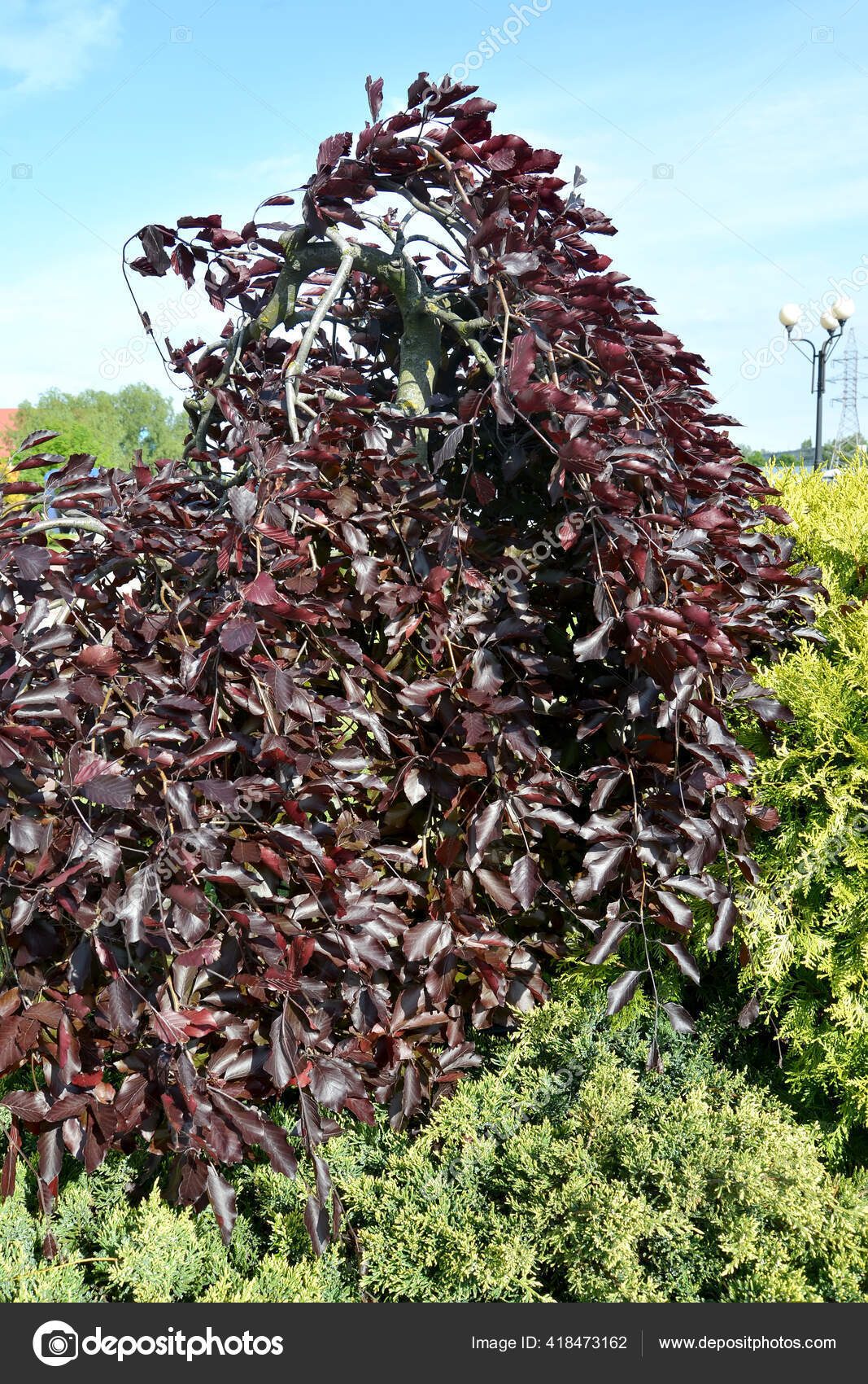 Purple Weeping Beech Tree