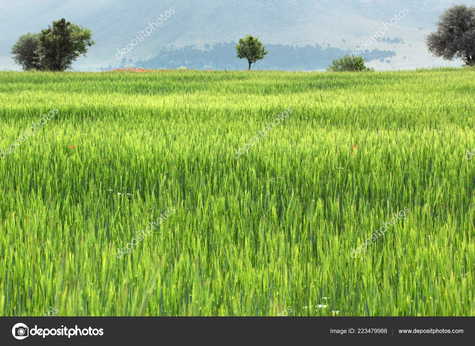 Green Field Sprouting Wheat — Stock Photo © reflex_safak #223479988