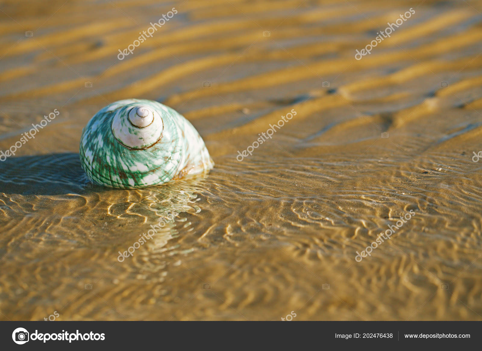 Summer Beach Pretty Sea Shell — Stock Photo © lvenks #202476438