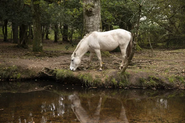 Beautiful New Forest pony in Autumn woodland landscape with vibrant ...