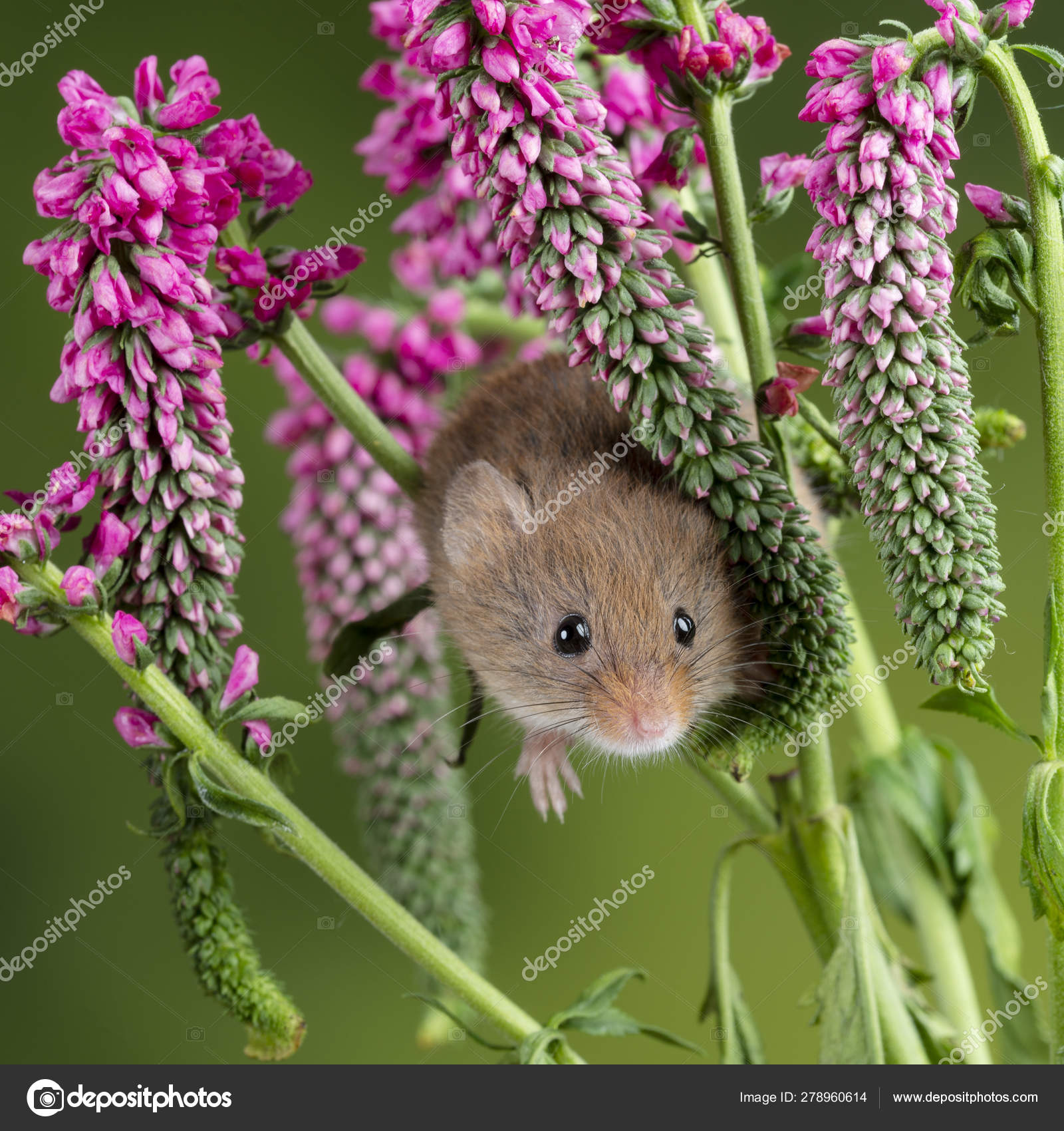 Adorable cute harvest mouse micromys minutus on red flower folia Stock ...