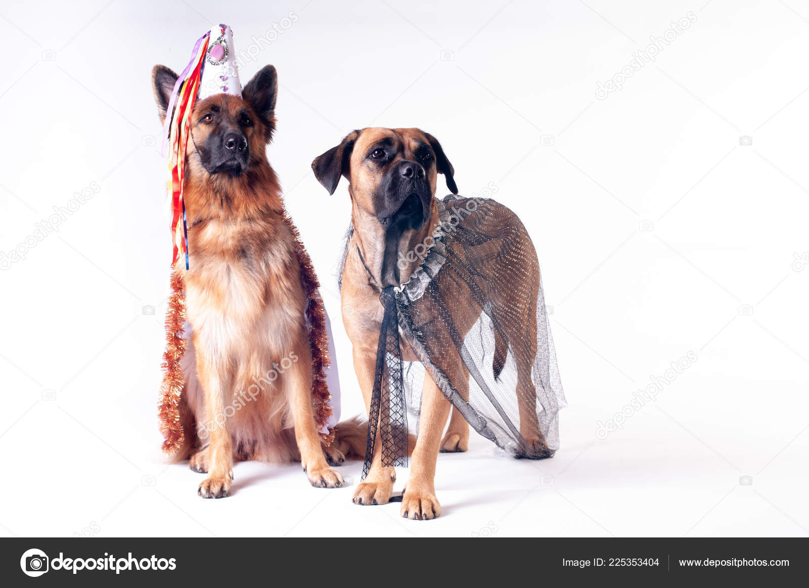 Cane Corso German Shepherd Mix