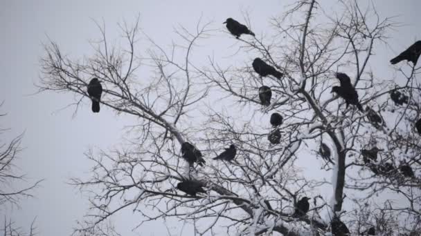 Crows Flying In Groups