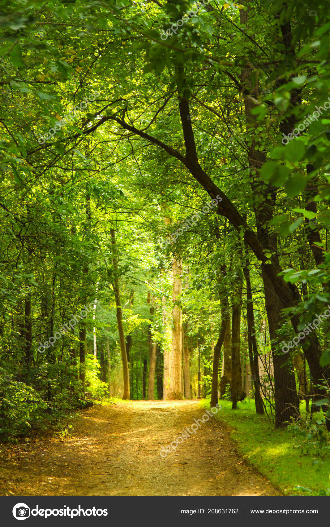 Tunnel Green Trees Path Distance Perspective Frame Summer Waiting ...