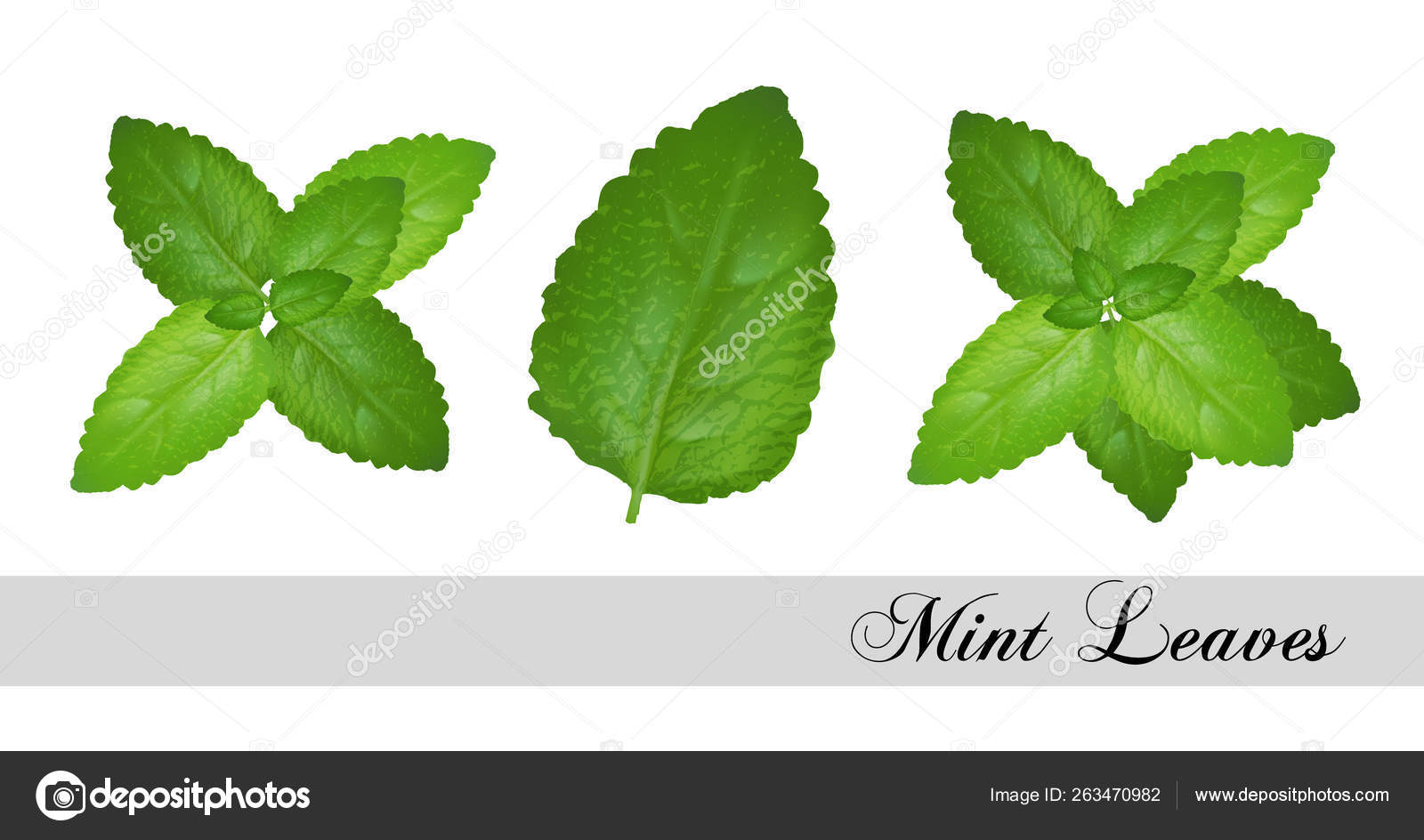 Colección de hojas de menta fresca. Conjunto de vectores Vector de ...