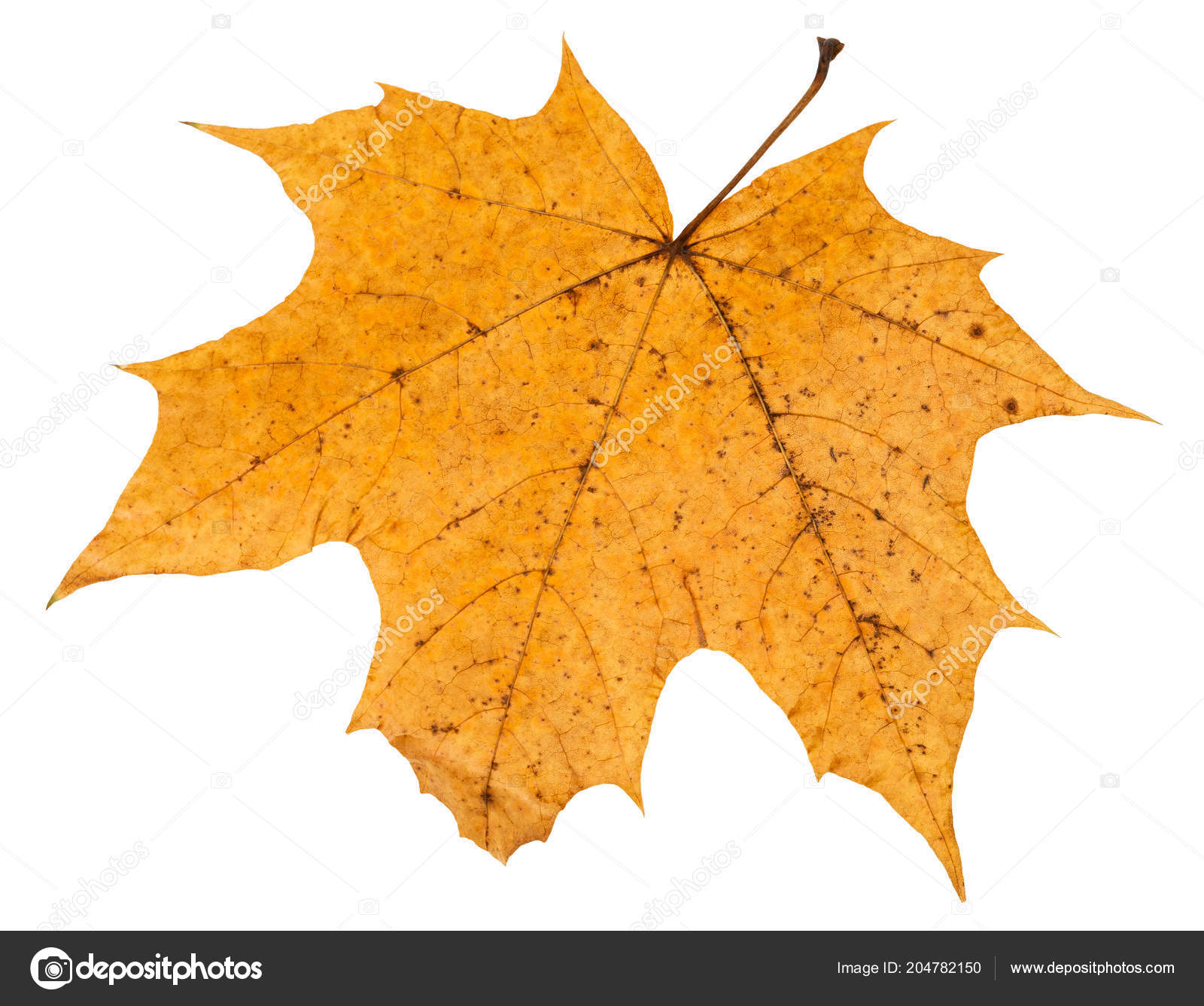 Back Side Broken Autumn Leaf Maple Tree Isolated White Background Stock ...