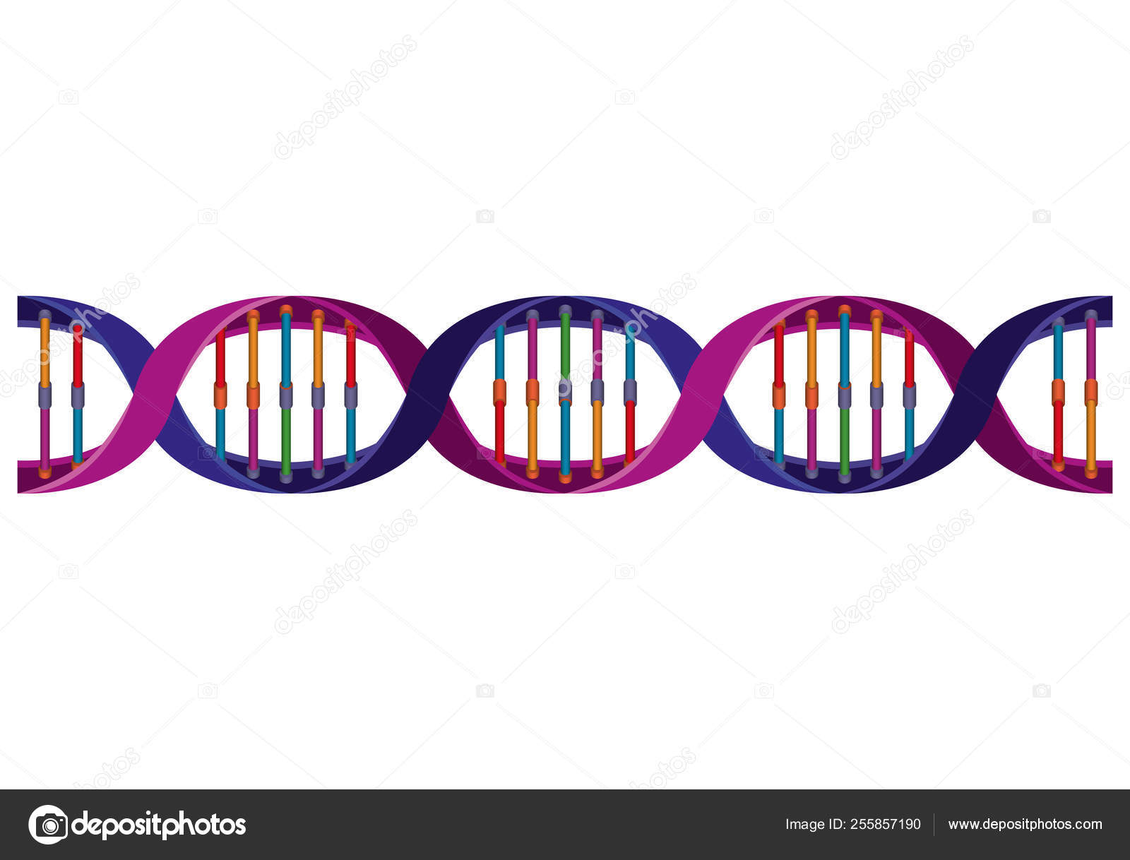Horizontal dna chain science colorful icon Stock Vector Image by ...