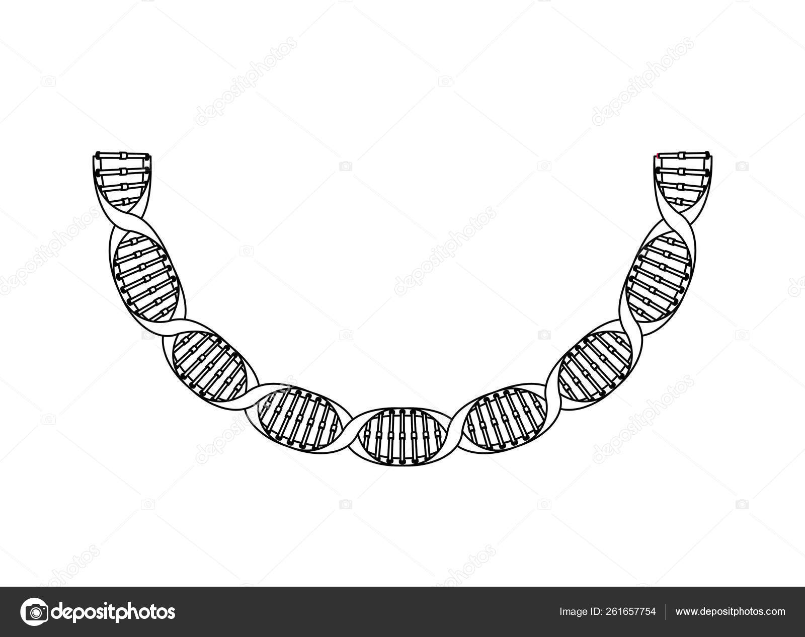 Dna chain with curve science icon Stock Vector by ©grgroupstock 261657754