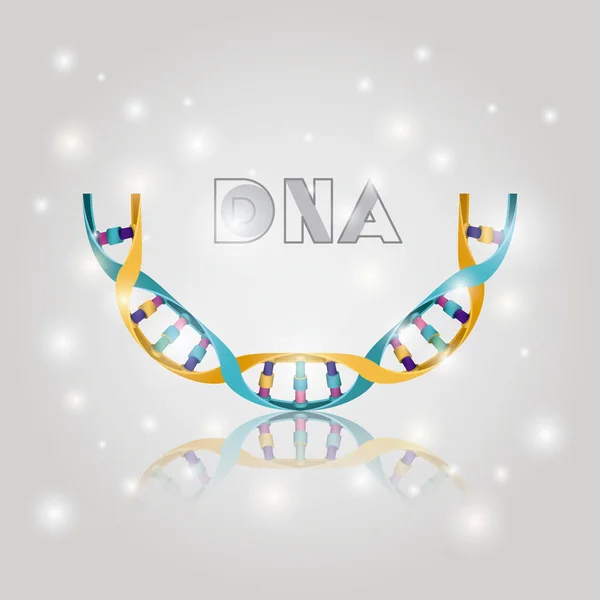 Dna molecule half circle golden structure Stock Vector by ©grgroupstock ...