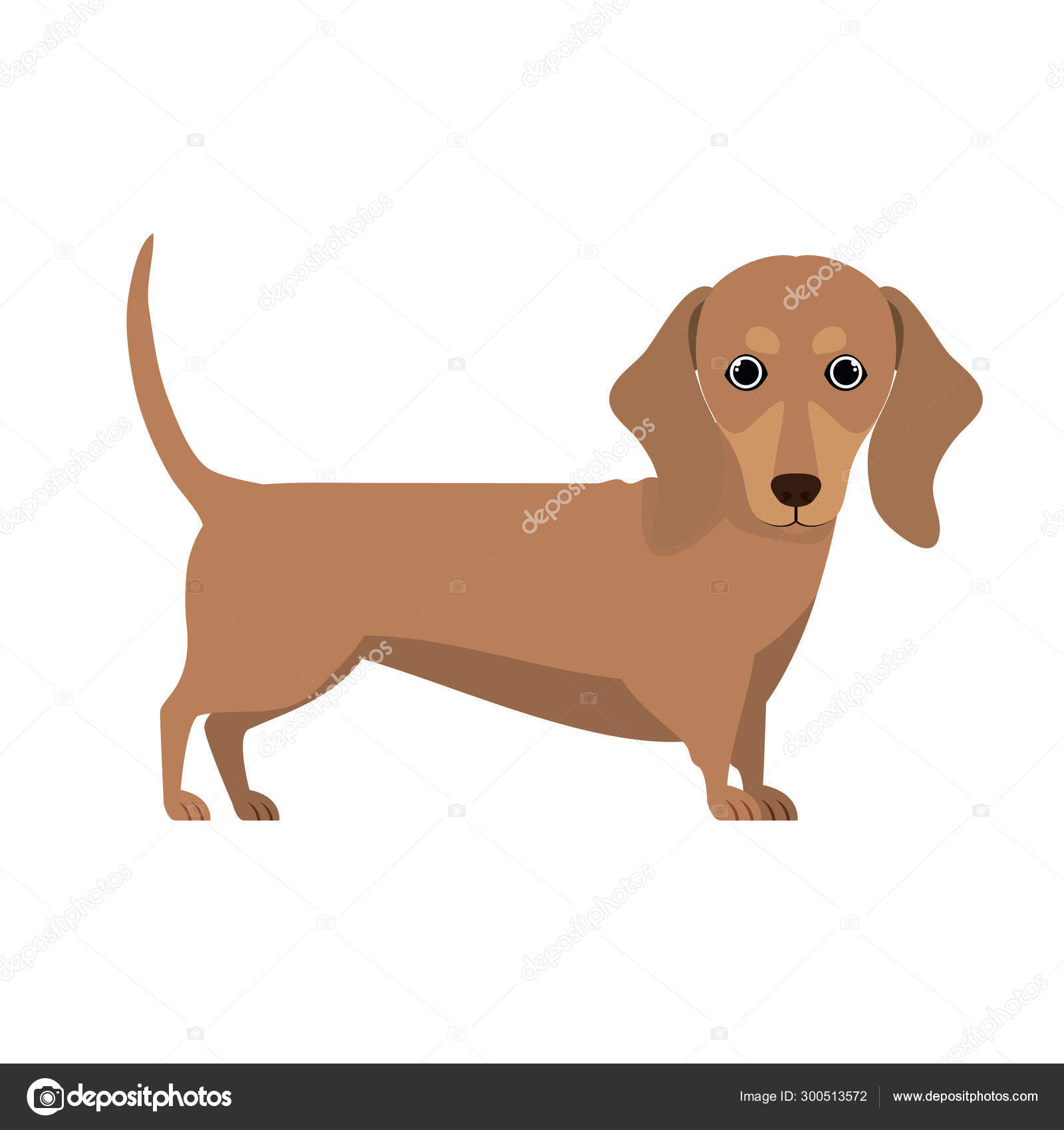 Lindo perro salchicha sobre fondo blanco Vector de stock #300513572 de ...