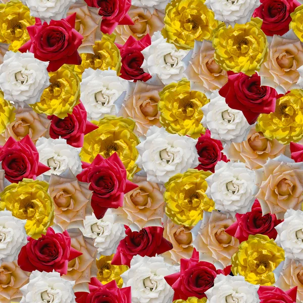 Seamless solid pattern of natural roses. red, white, yellow, beige. lie ...
