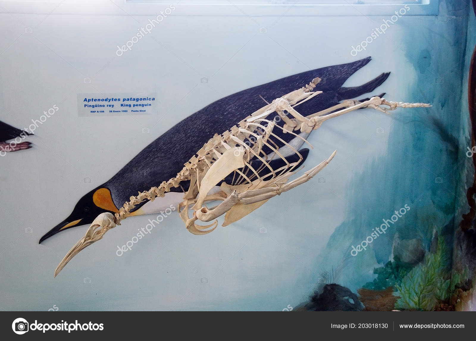 King Penguin Skeleton Museum Laboratory Marine Mammals Estancia ...