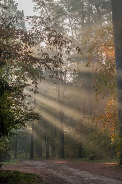 Sunlight breaking trees Stock Photos, Royalty Free Sunlight breaking ...