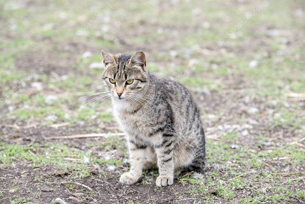 Gato con rayas se sienta en el suelo en el espacio abierto 2024