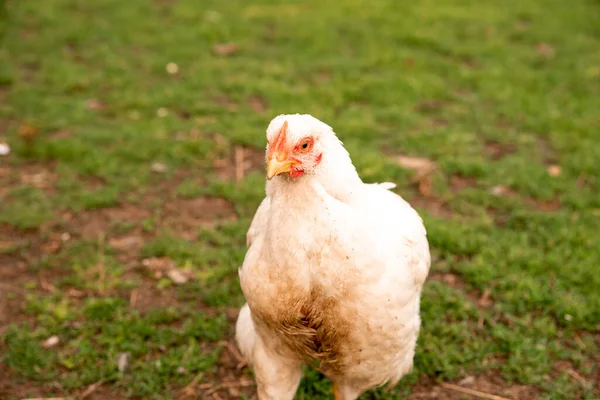 Angry australian farmer Stock Photos, Royalty Free Angry australian ...