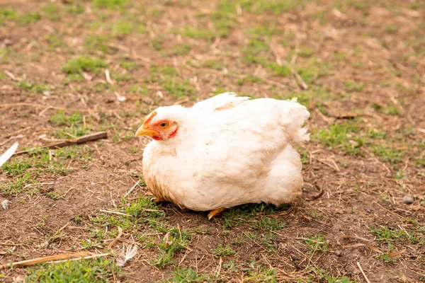 Breeding broiler chickens in rural conditions in the village in the ...