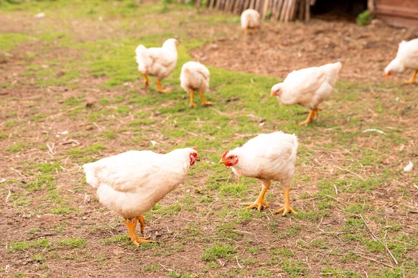 Breeding broiler chickens in rural conditions in the village in the ...