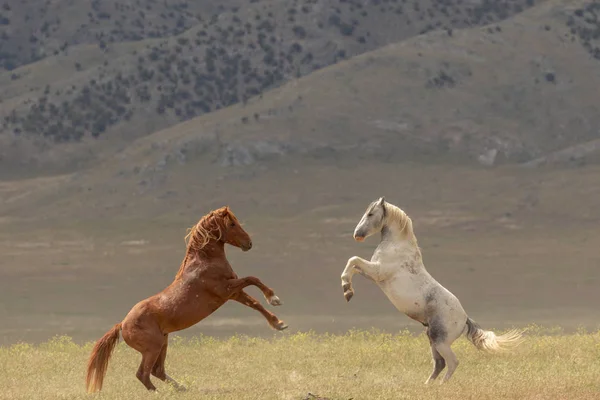 Caballos peleando fotos de stock, imágenes de Caballos peleando sin ...