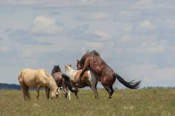 Wild horses mating fotos de stock, imágenes de Wild horses mating sin ...