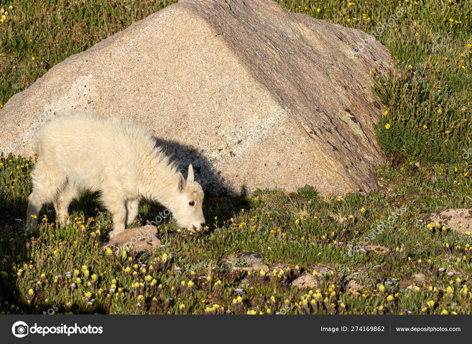 Cute Mountain Goat Kid Alpine — Stock Photo © twildlife #274169862