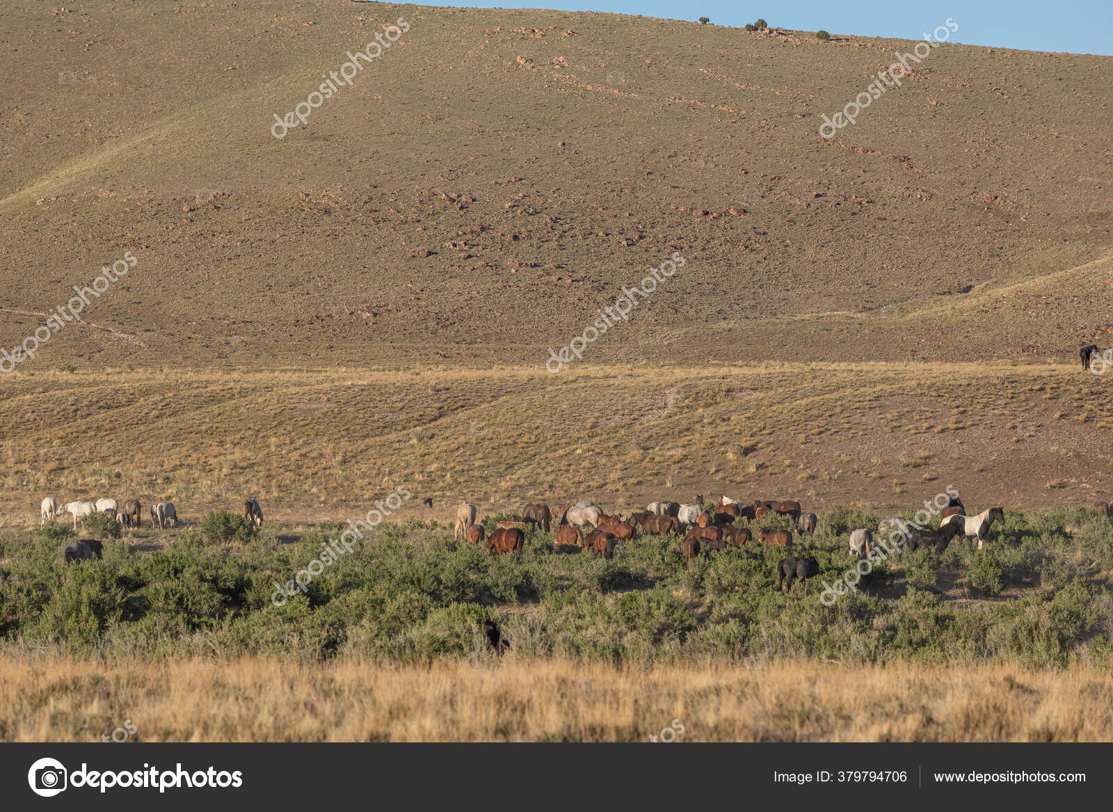 Herd Wild Horses Spring Utah Desert — Stock Photo © twildlife #379794706
