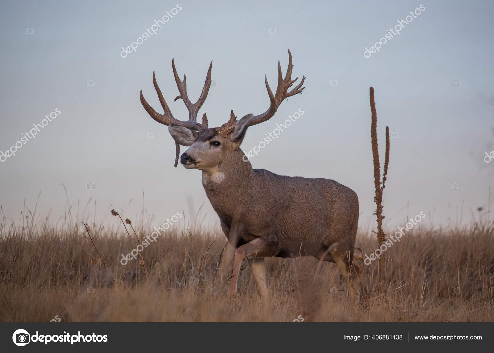 Big Mule Deer Bucks