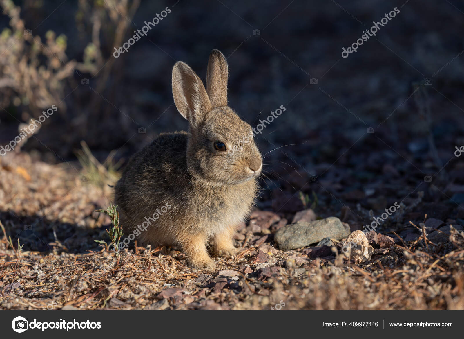 Cute Baby Cottontail Rabbit
