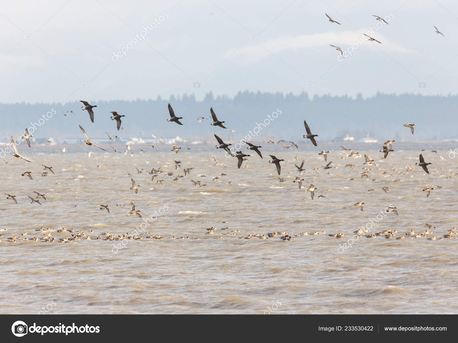 Brant Goose Migration