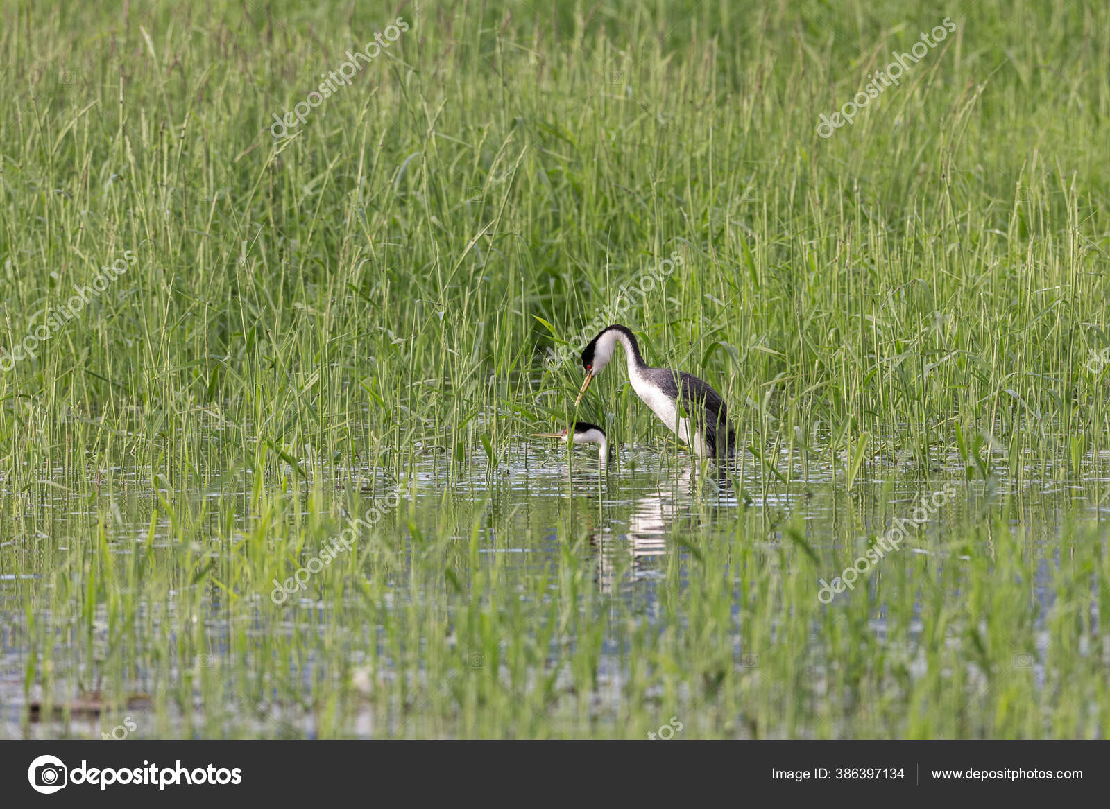 Western Grebe Mating Salmon Arm British Columbia Canada Stock Photo by ...