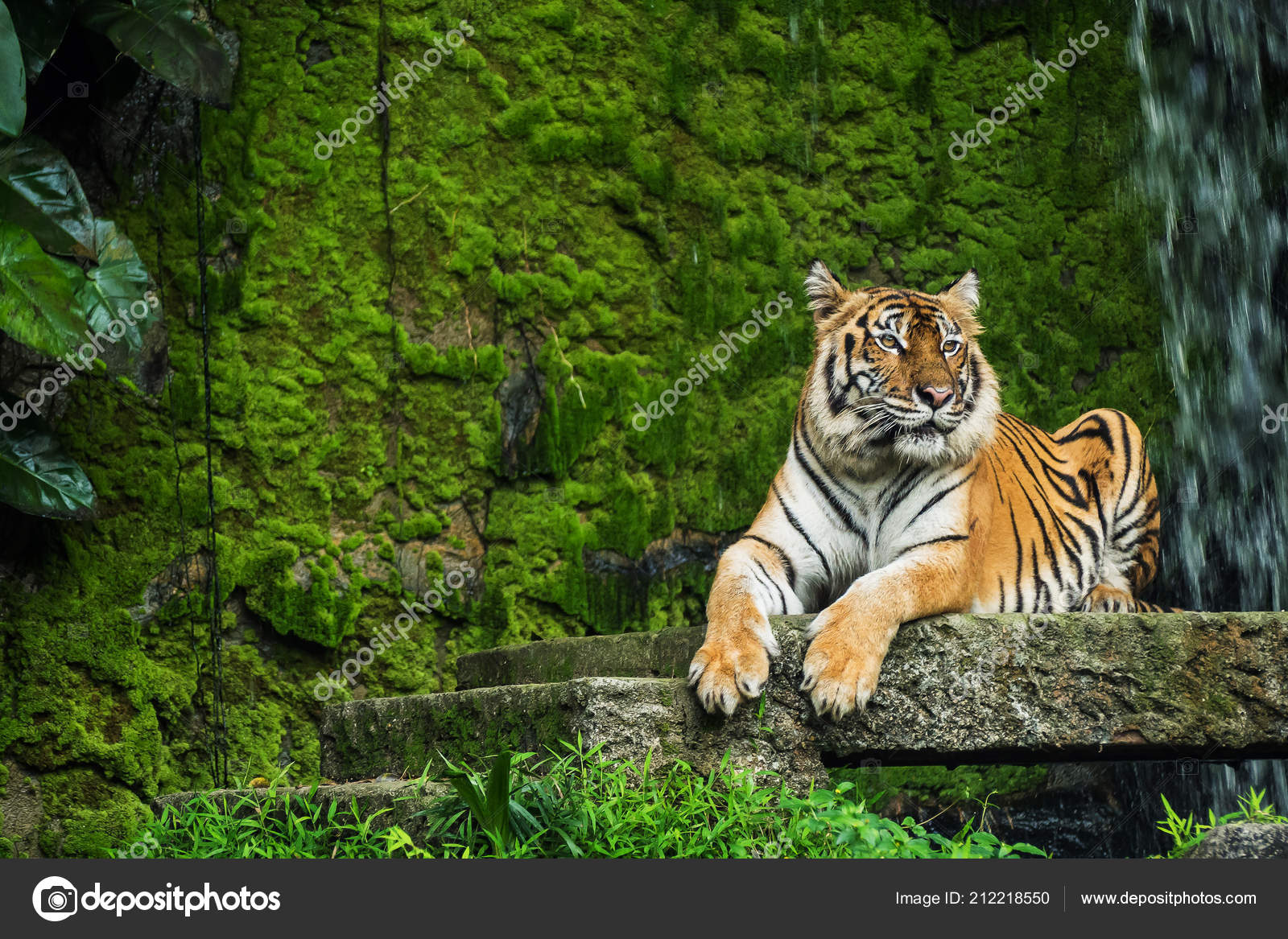 Tiger In The Forest