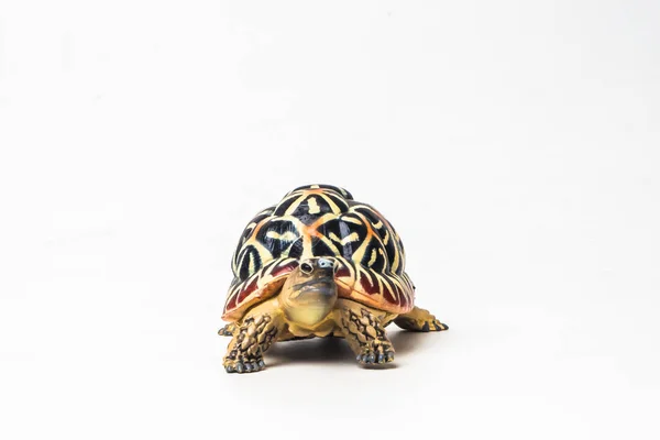 Tortoise figurine fotos de stock, imágenes de Tortoise figurine sin royalties | Depositphotos