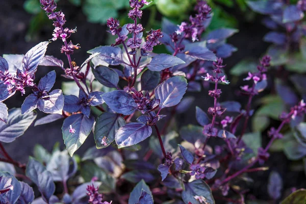Many leaves of ripe purple basil closeup in garden. - Stock Image ...
