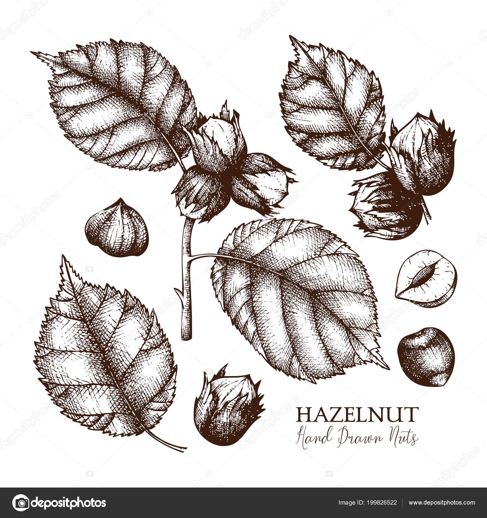 Hand Drawn Hazelnut Branch White Background Stock Vector Image by ...