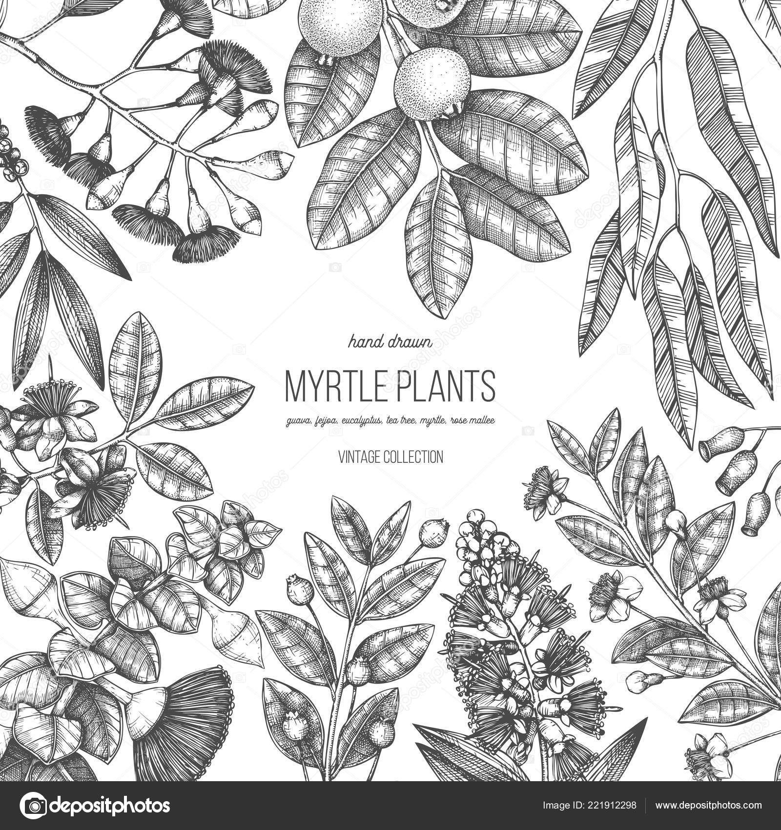 Graphic Hand Drawn Myrtle Family Plants Design Hand Sketched Floral ...