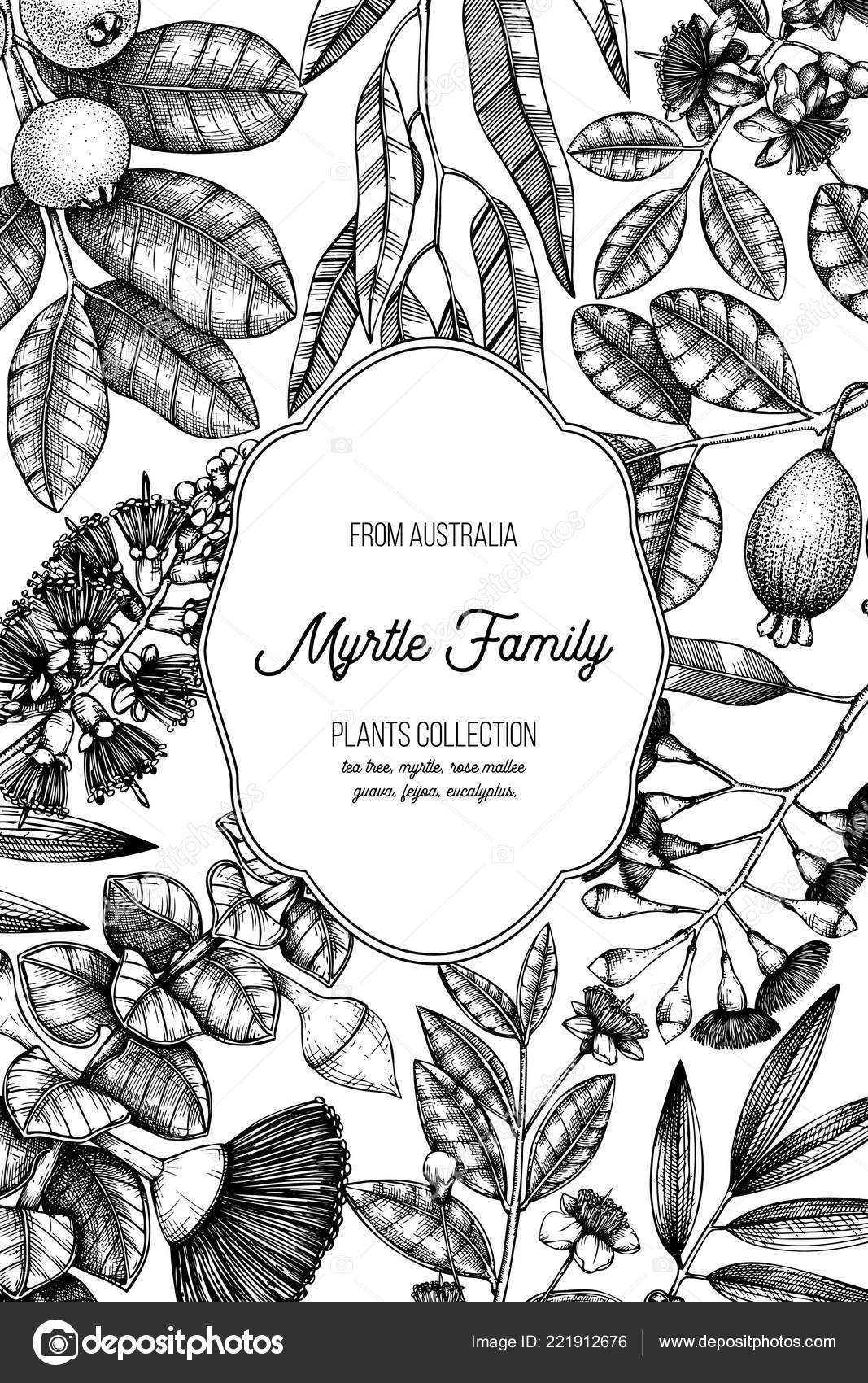 Graphic Hand Drawn Myrtle Family Plants Design Hand Sketched Floral ...