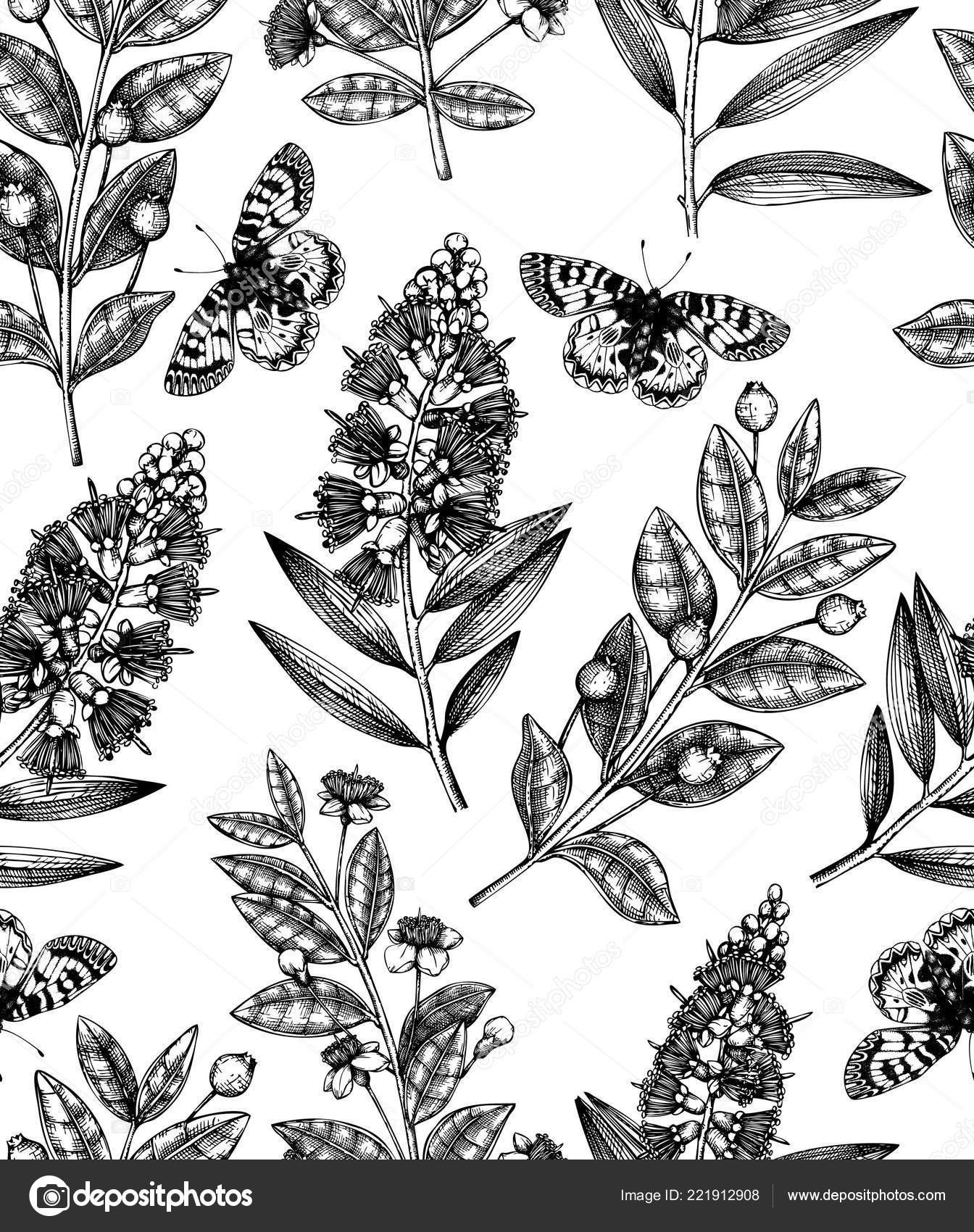 Vector Myrtle Family Plants Design Hand Sketched Floral Illustration ...