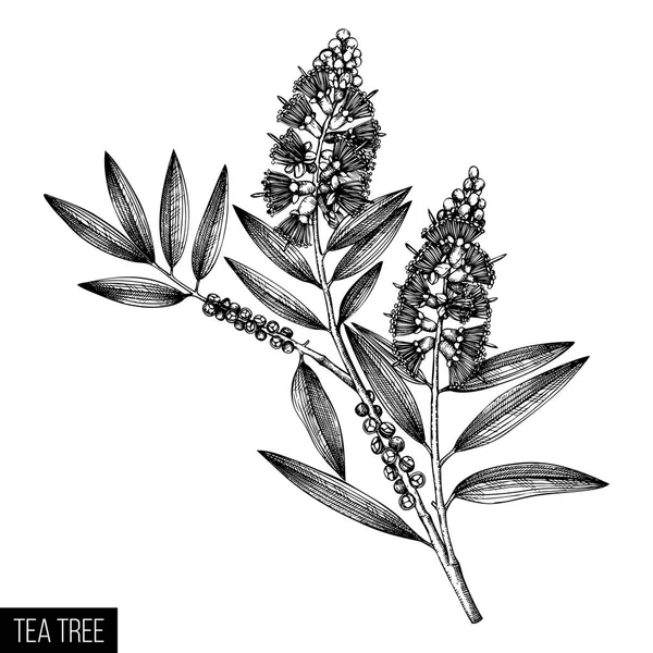 100,000 Tea tree Vector Images | Depositphotos