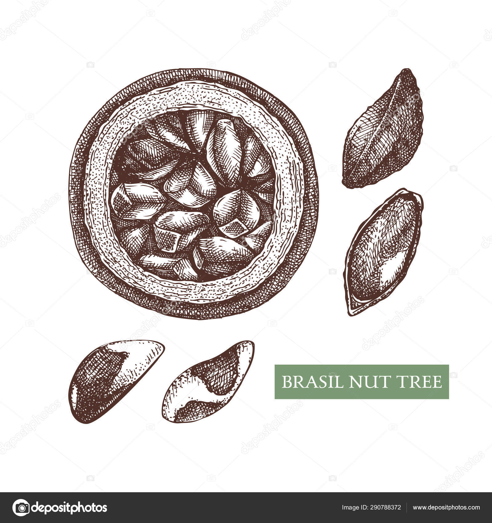 Brazil Nut Tree Vector Illustrations Hand Drawn Food Drawing Organic ...